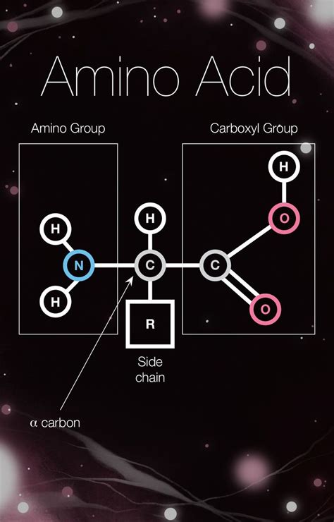 Amino Acids The Building Blocks Of Protein Explained Biochemistry