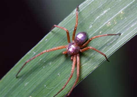 Ground Crab Spider Size Xysticus Ground Crab Spiders In Granbury