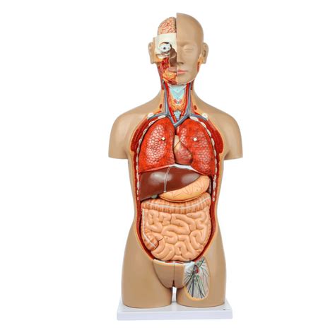 Evotech Scientific Deluxe Dual Sex Detailed Life Size Torso Human Body