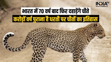 History Of Cheetah दो करोड़ छह लाख वर्ष से भी पुराना है धरती पर चीतों