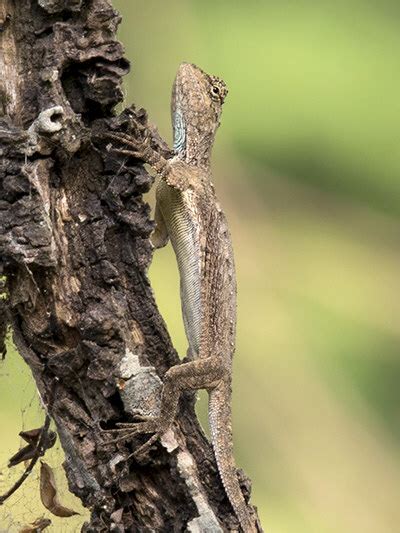 Common Gliding Lizard Draco Volans