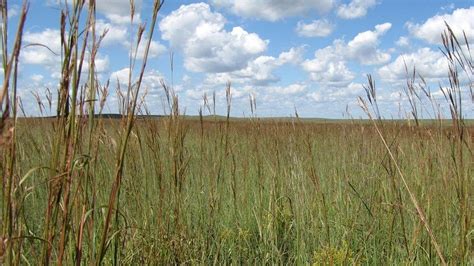Kansas Tallgrass Prairie National Preserve Tallgrass Prairie