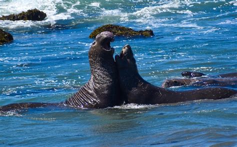 Premium Photo Pair Of Elephant Seals Fighting In The Bright Blue Ocean