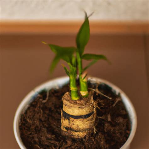 Segredos Para Plantar Bambu Com Sucesso