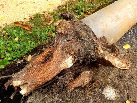 How To Deal With Tree Roots In Your Sewer Line