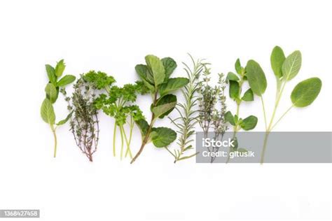 흰색 배경에 허브 향신료 맨 위 보기 녹색에 대한 스톡 사진 및 기타 이미지 녹색 독일 로즈마리 Istock