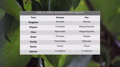 Classification Aims And Principles Pptx