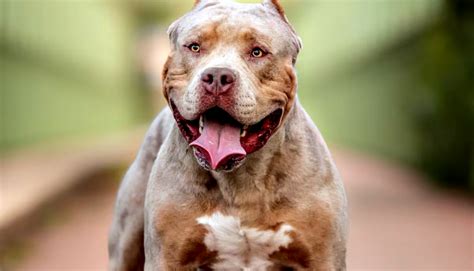 Otro Ataque De Un Pitbull Mató A Una Bebé Tras Atraparla En El Cuello