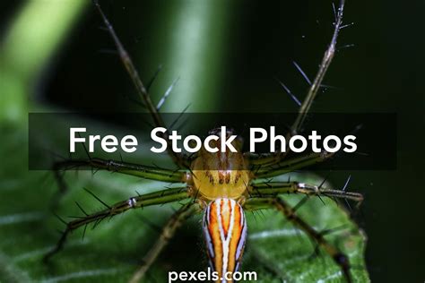 Fortnite Lynx Thicc Photos Download The Best Free Fortnite Lynx Thicc