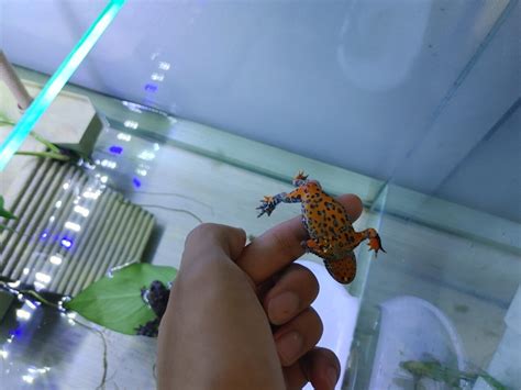 우리집 개구리 몇타치냐 포텐 터짐 최신순 에펨코리아