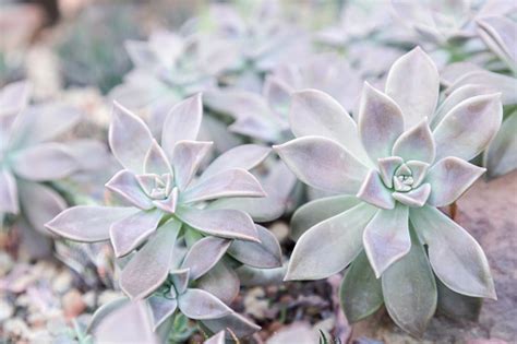 Succulents 또는 선인장 사막 식물원에 돌 자갈 배경 Succulents 또는 장식 및 농업 아이디어 컨셉 디자인에 대