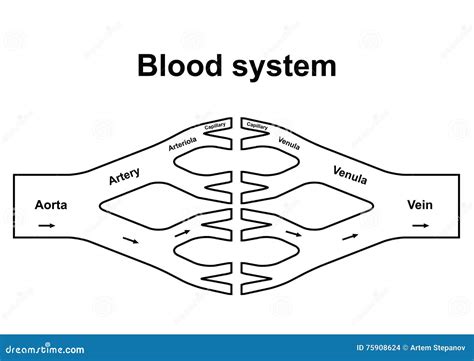 Pulmonary Circulation Vector 72881543