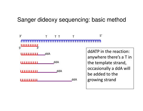 Dna Sequencing Pdf