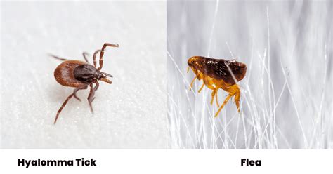What Are Some Bugs That Look Like Fleas Photo Comparisons