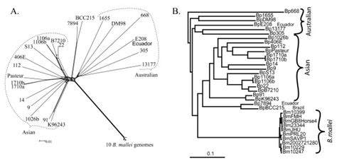 Phylogenetic Analysis Of 14544 Single Nucleotide Polymorphisms Shared