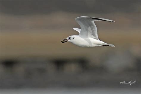 望遠狂の鳥見日記 今期初もの