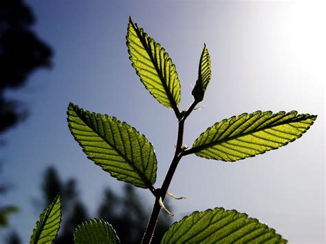 Plants Absorb More Co2 Than We Thought But