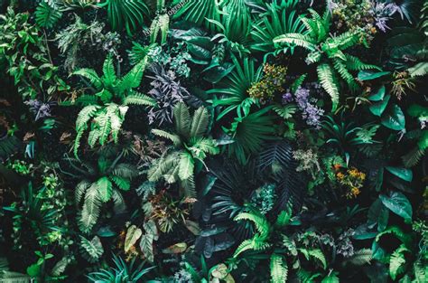 Tropical Nature Vertical Garden Green Leaf Backdrops Vinyl Cloth High