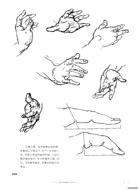 伯里曼人体结构绘画教学电子扫描版 全书 11 14