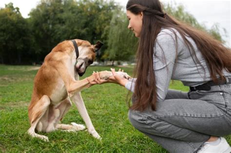 Understanding Dog Behavior Common Signals And What They Mean