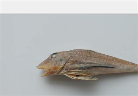 Chelidonichthys Kumu
