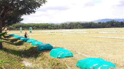 တာချီလိတ်မြို့နယ်၌ Em ဘိုကာရှီ သဘာဝမြေဩဇာပြုလုပ်နည်း ကွင်းလက်တွေ့သရုပ်ပြ Myanmar Digital News