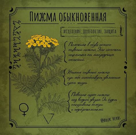 Пижма Обыкновенная Herbal Magic Witch Books Magic Herbs