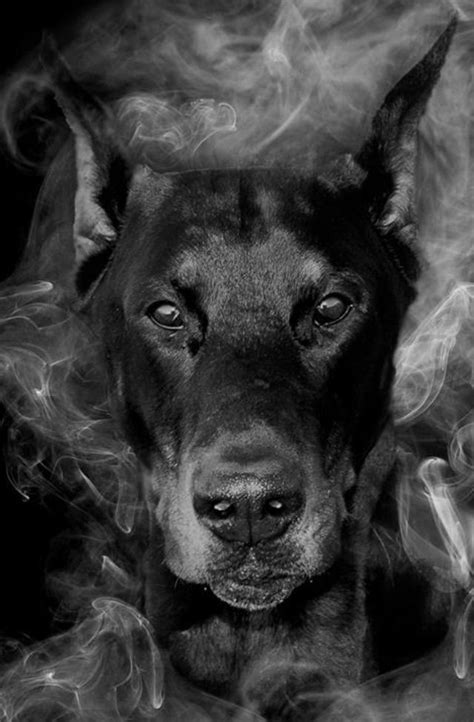 Simply Awesome Doberman Photography 도베르만 남자 머리
