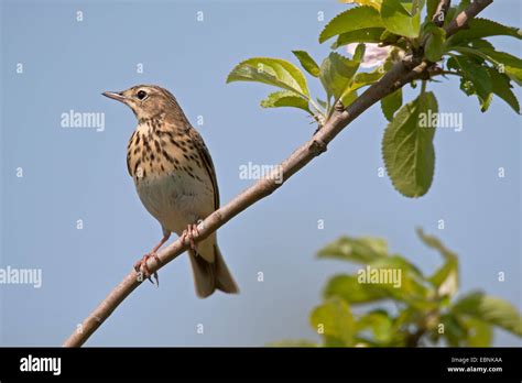 Tree Pitpit Anthus Trivialis Male Sitting On A Branch Germany