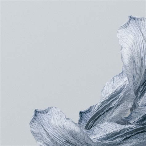 Silvery Lily Flower Psd Gray Background Free Image By Rawpixel Com Sasi Shadow Pictures