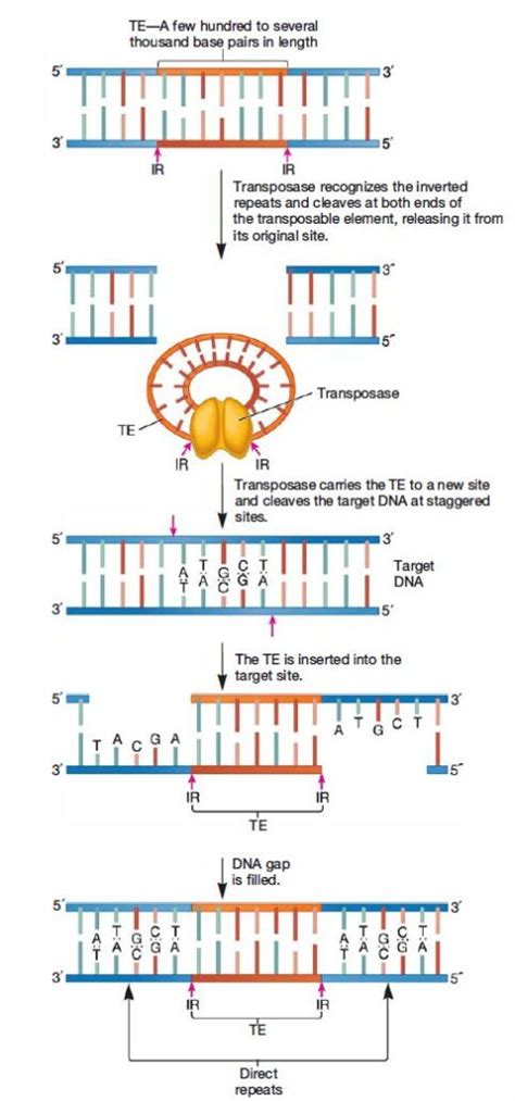 Transposable Elements Microbiology Notes