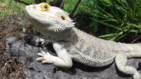 Bearded Dragon Facts Reptile Care