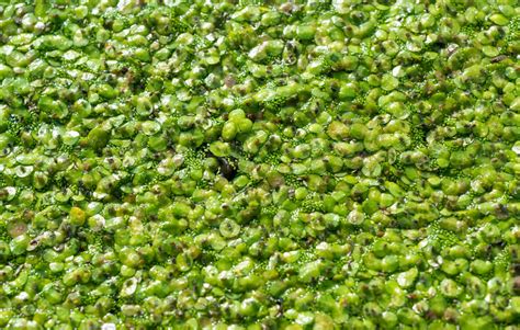 Many Small Aphids On Duckweed In A Lake Overgrown With Aquatic Plants
