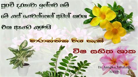 මාරාන්තික විය හැකි විෂ සහිත ශාක Poisonous Plants Youtube