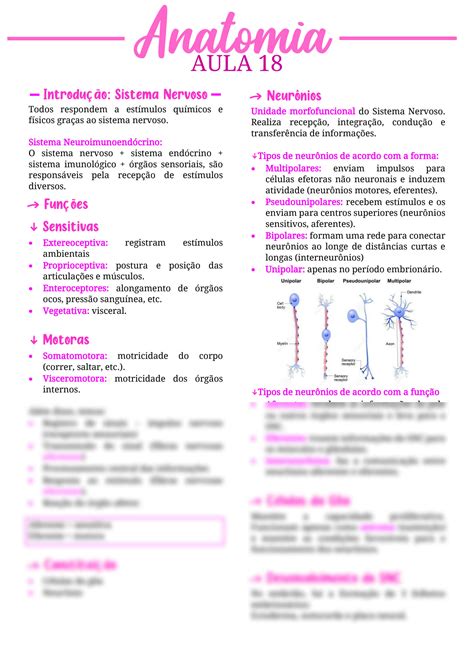 SOLUTION Resumo Anatomia Ii Introdu O Ao Sistema Nervoso Studypool