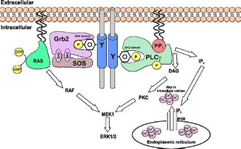 Tyrosine Kinase Receptor