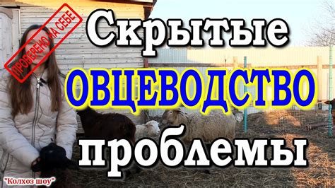 Овцы рома/Первые недостатки овцеводства - YouTube