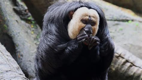 Mengenal Saki Spesies Monyet Berwajah Putih
