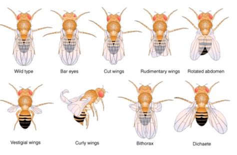 19 Mutation Flashcards Quizlet