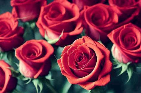 Ilustração de lindas rosas vermelhas fundo de rosas vermelhas Foto