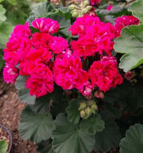 로즈 샤넬 제라늄꽃망태