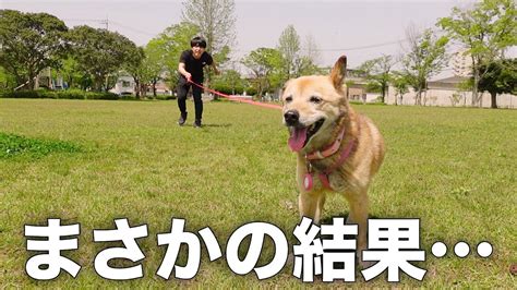 雑種犬コロちゃんを伸縮リードで散歩するとこうなります Youtube