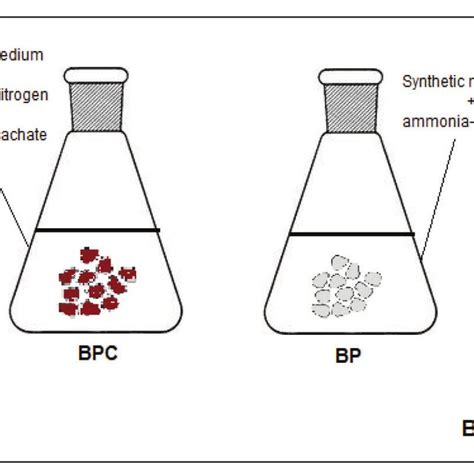 schematic diagram of the bioplastics in the batch culture experiment