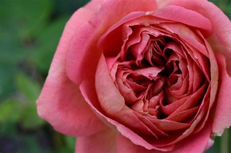What Does Rose Tinted Glasses Mean When I Took Off My Rose Colored