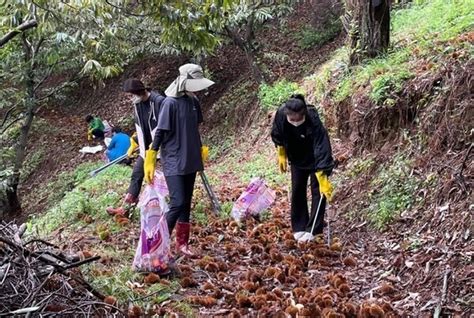 하동군청 공무원 밤 수확 일손돕기 ‘구슬땀