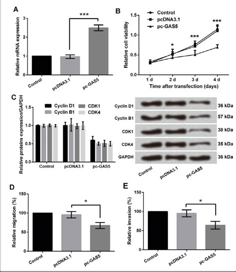 Effects Of Lncrna Gas5 Overexpression On Mg 63 Cells Proliferation