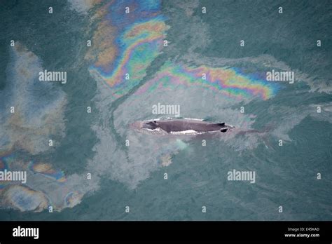 Aerial view of Humpback whale (Megaptera novaeangliae) swimming through oil slick, Skjalfandi ...