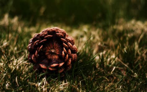 2560x1600 Nature Macro Grass Cones Wallpaper Coolwallpapersme