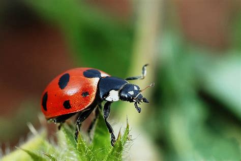 72000 Ladybugs Released Inside Mall Of America