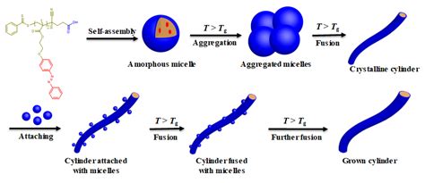 宁夏大学孙辉 同济大学杜建忠nat Commun ：柱状胶束活性横向生长 X Mol资讯
